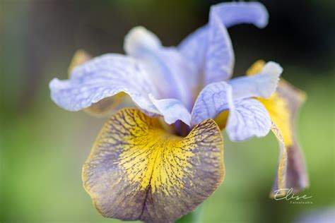 Iiris Siberi `uncorked` Eliseaed E Pood