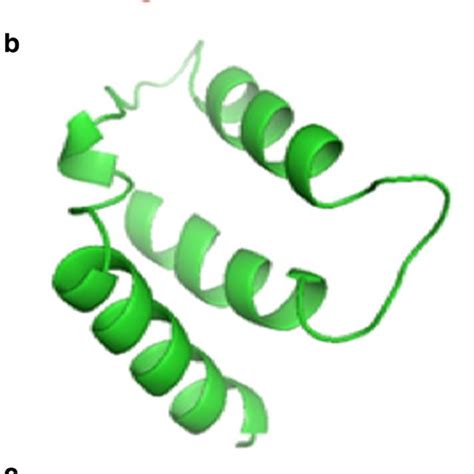 3d Structures Of Alpha Helix Binding Domains A Superposition Of The
