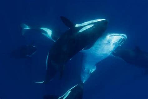 Killer Whales Are Hunting Whale Sharks — The Largest Fish In The World