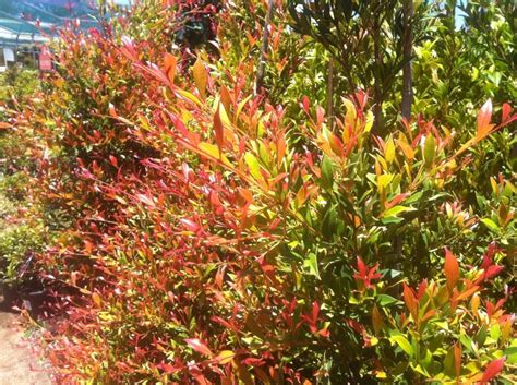 Acmena Smithii Var Minor Sunrise Small Leaf Lilly Pilly Plant Photos And Information