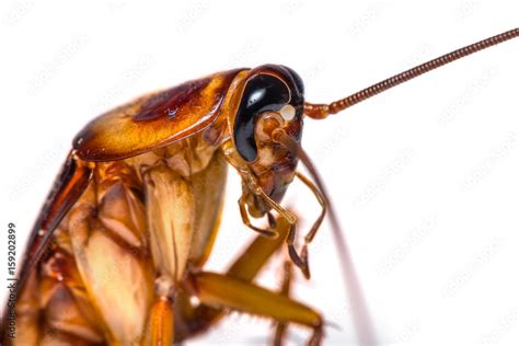 The Close Up Photo Of Cockroach Head Isolated On White Background