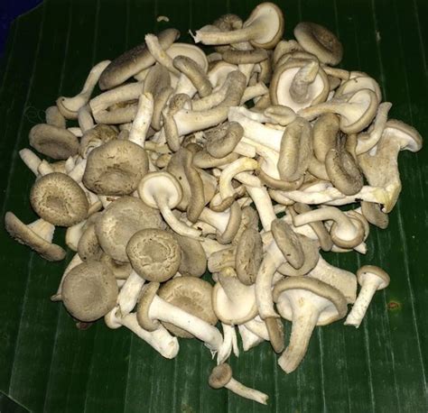 Hed Khan Khao Lentinus Squarrosulus