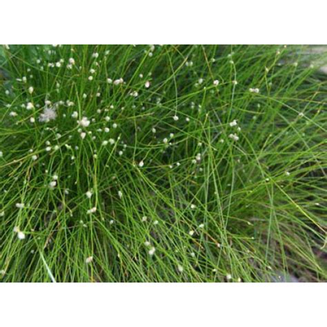 Scirpus Cernuus [isolepis Gracilis]