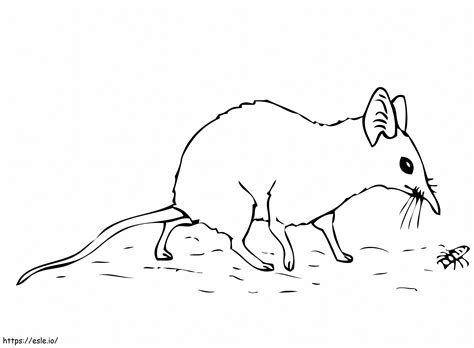 Jumping Shrew Coloring Page