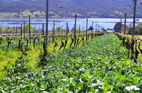 Multiple Cropping System And Its Favourable Impact