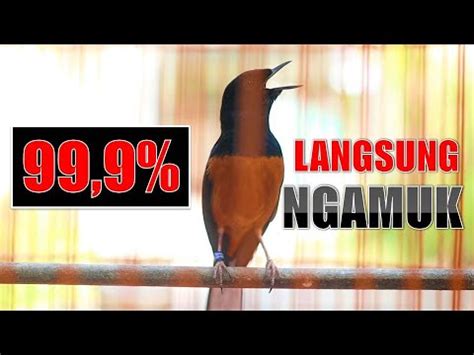 SORE HARI PANCINGAN MURAI BATU GACOR SEKALI DENGER 99 AMPUH BIKIN
