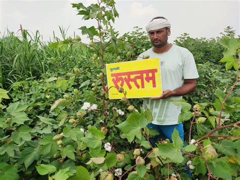 Rustum Bg Ii Tulasi Seeds