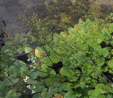 マルバオモダカ 山川草木図譜 夏 水生植物 8月 オモダカ科 丸葉面高