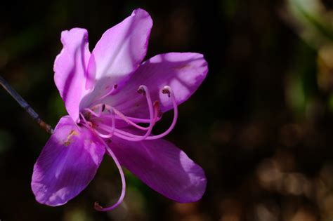 つつじ一輪 by めろことん ID5566046 写真共有サイト PHOTOHITO