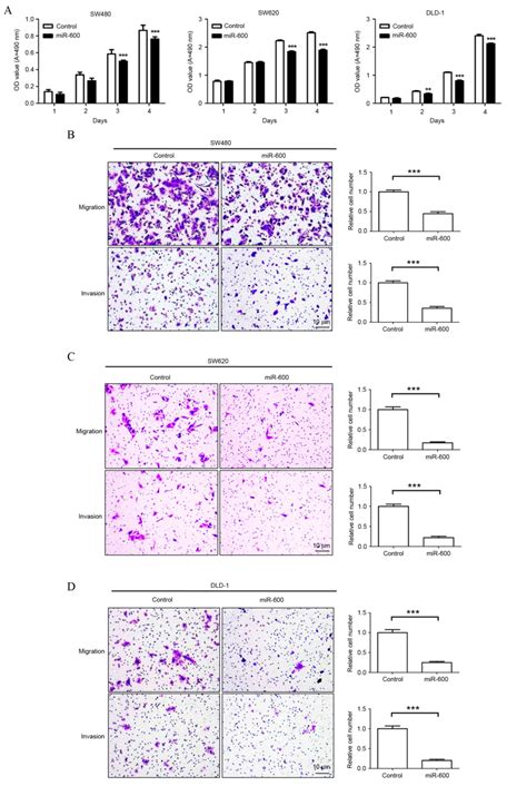 Mir 600 Inhibits Cell Proliferation Migration And Invasion By