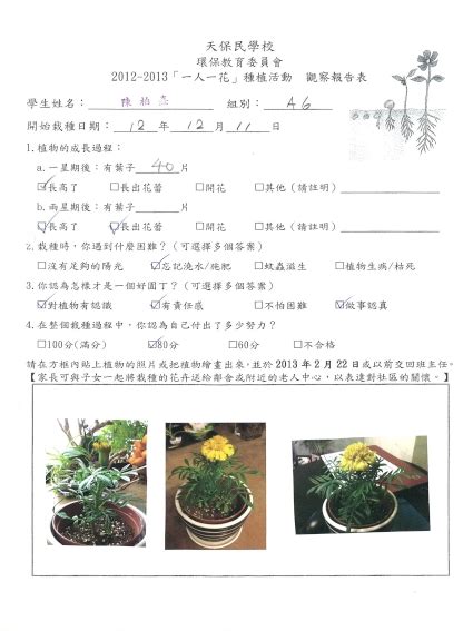 天保民學校 Mary Rose School