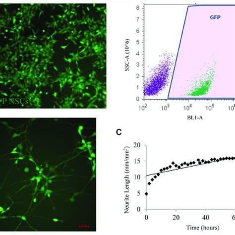 Neuronal Differentiation Of Engineered Neural Stem Cell Nsc Reporter