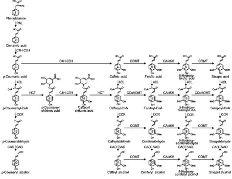 The Proposed Monolignol Biosynthetic Pathway Ten Enzyme Families