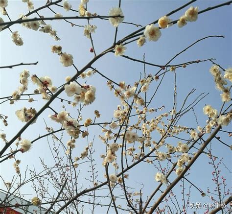 詠梅詩二首游徐州龜山探梅園有感偶得 每日頭條