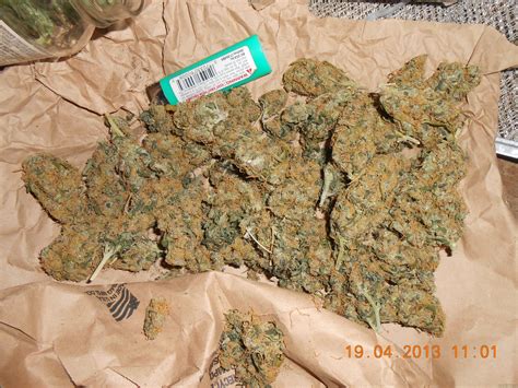 Strain Gallery Vortex Subcool S The Dank Pic 16061310811358123 By