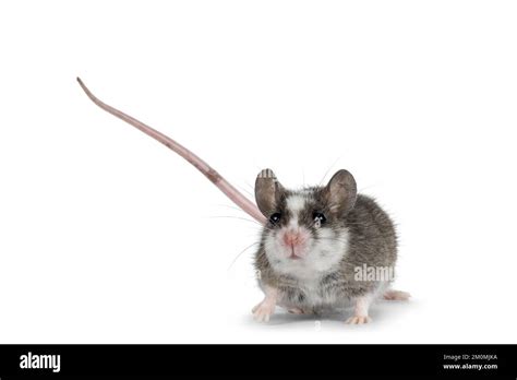 Cute Grey Mouse With White Spots On Head Standing Facing Front Looking Straight Towards Camera