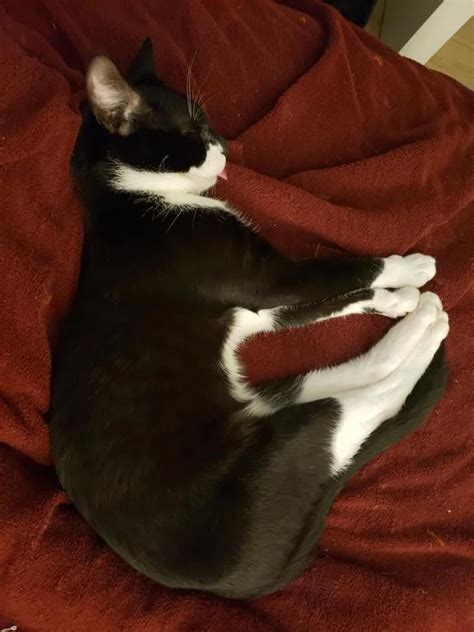 Four Straightened Feetsies And A Bonus Blep R Straightenedfeetsies