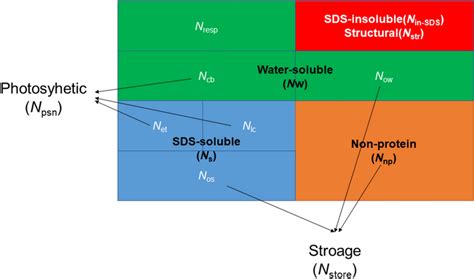 The Model For Distinguishing Nitrogen In The Plant Nitrogen Is Divided