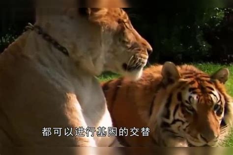 人类几乎与所有生物都存在生殖隔离，生殖隔离真的那么重要吗？生物人类