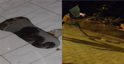 Mumbai Man Who Went To Relieve Himself In Loo Finds A 7 Ft Long Rock