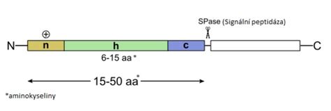 Polypeptide Signal Sequence Free And Bound Ribosomes Wikilectures