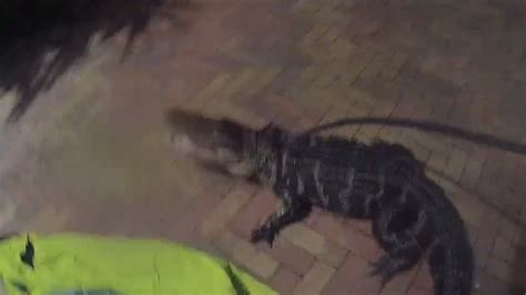 La lucha de un policía contra un cocodrilo en una casa de Florida Infobae
