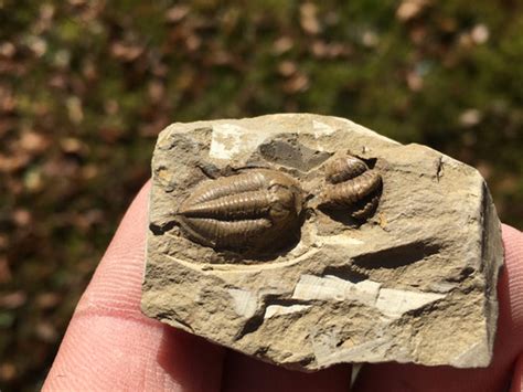 Carboniferous Fossil Trilobite Pseudophillipsia From Uk