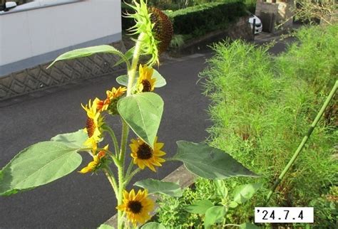 今日の活花と花壇のヒマワリ 楽しい専業主婦生活
