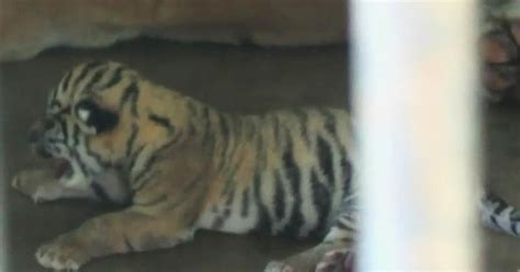 멸종위기 수마트라 호랑이 부부 새끼 출산