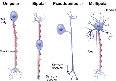Función De Las Neuronas Motoras Motorba