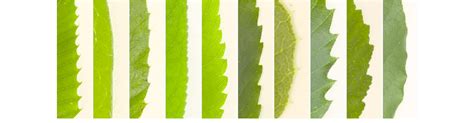 Examples Of Variety Of Leaf Margins Download Scientific Diagram