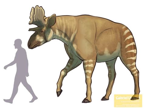 Sivatherium Fossil Wiki Fandom
