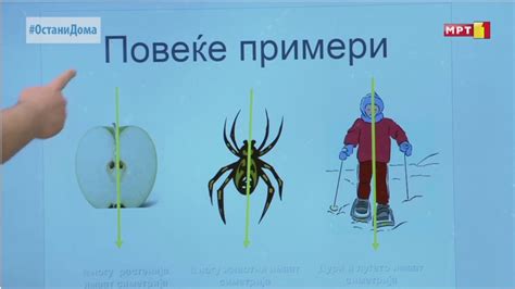 Ii одделение Математика Наоѓа симетрија кај 2Д форми и ја црта линијата на симетрија Youtube