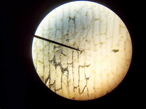 Hands On Science Pictures Of Our Onion Cell Lab