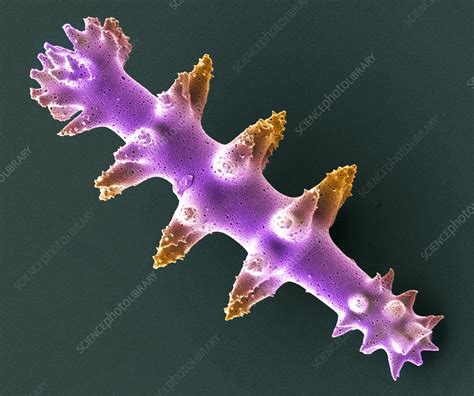 Sponge Spicule Sem Stock Image Z120 0050 Science Photo Library