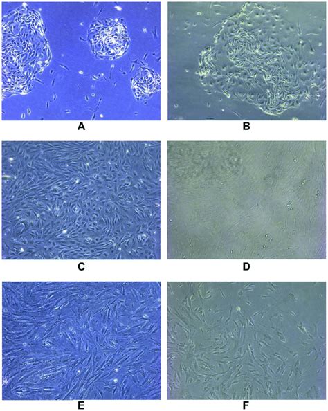 The Primary Cultured Cells Were Observed Under An Inverted Microscope