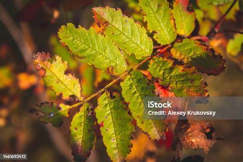 나무의 아름 다운 멀티 컬러 단풍입니다 다른 색조의 가을 자연 0명에 대한 스톡 사진 및 기타 이미지 0명 10월 11월