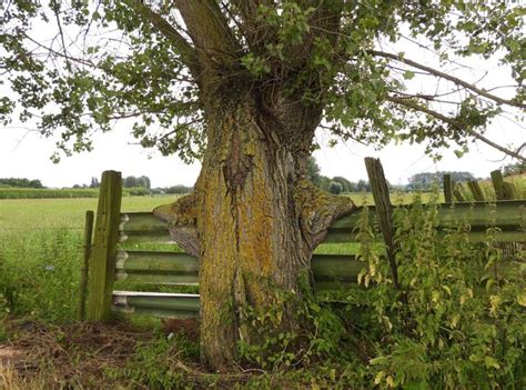 Los Árboles Mágicos ®️ By Oscar Gaitan On Twitter Los árboles También Necesitan Un Descanso