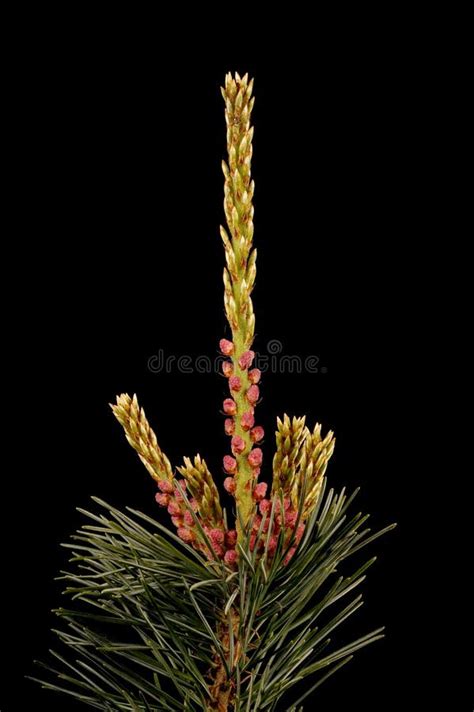 Japanese White Pine Pinus Parviflora Glauca Long Shoot And Pollen