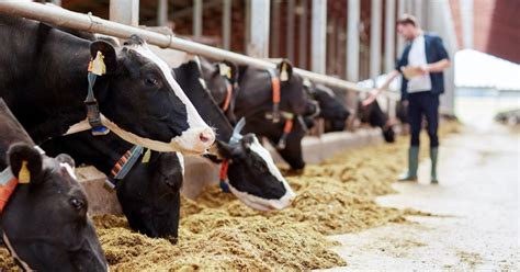 Evaluating Feed Costs During Times Of High Commodity Prices Hubbard Feeds
