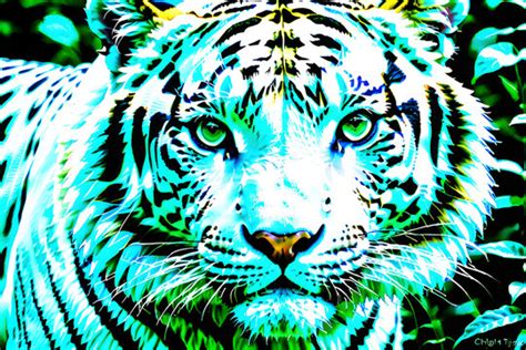 백호 이미지 찾아보기 690 스톡 사진 벡터 및 비디오 Adobe Stock