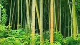 大暑最美祝福 清音 日子 事事