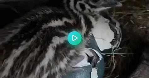 Emu Chicks Hatching Album On Imgur