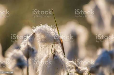늪의 자연 서식 지에서 성장 하는 백색 Cottongrass 머리의 근접 한 아름 다운 촬영 습지 식물의 자연 Closup입니다