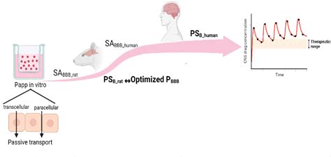 Figure 1 From Interspecies Brain Pbpk Modeling Platform To Predict