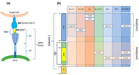 Biosensors Free Full Text Dual Domain Reporter Approach For
