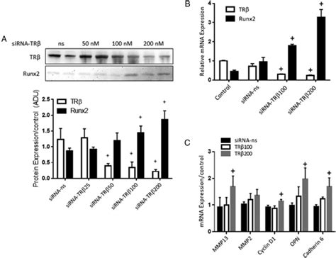 Thyroid Hormone Receptor β Trβ Mediates Runt Related Transcription