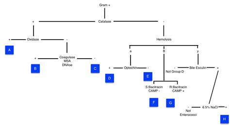 Medical Micro Lab Midterm Diagram Quizlet