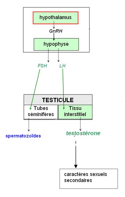 Chapitre 2 Fonctionnement Des Appareils Reproducteurs à La Puberté Svt