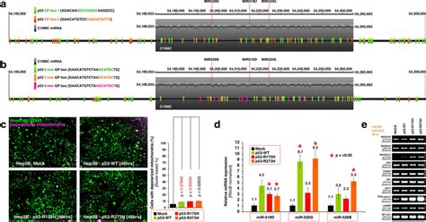 Wild Type And Mutant P53s Regulate Mir 520g And Melanoma Antigen